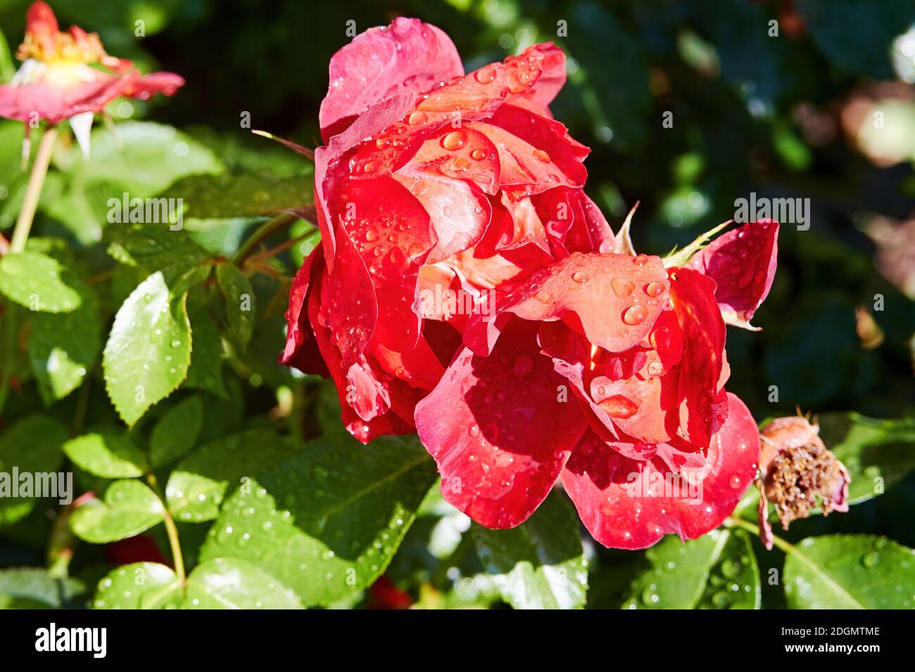 Wet red roses with dew on the green lawn. Floral and nature backgrounds ...