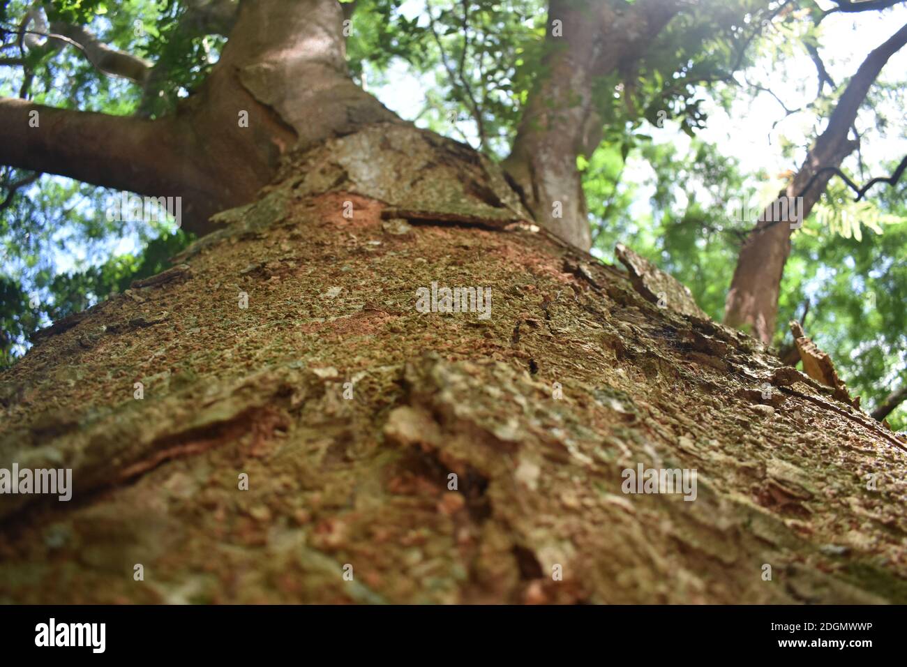 A closeup of twisting tree trunk and roots with bark and leaf texture ...