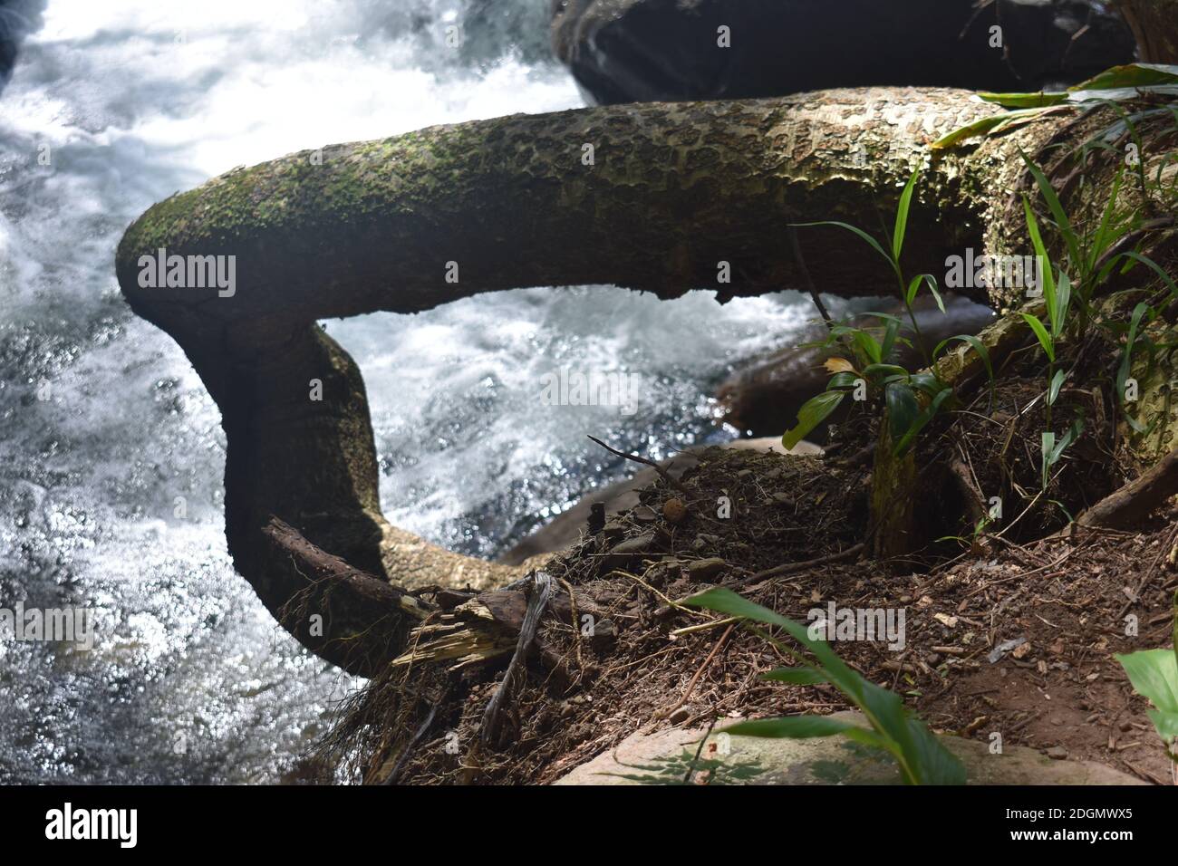 A closeup of twisting tree trunk and roots with bark and leaf texture ...