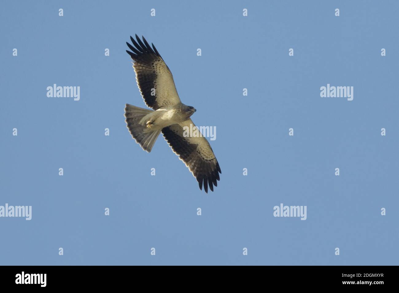Booted Eagle light morph flying; lichte fase Dwergarend vliegend Stock ...