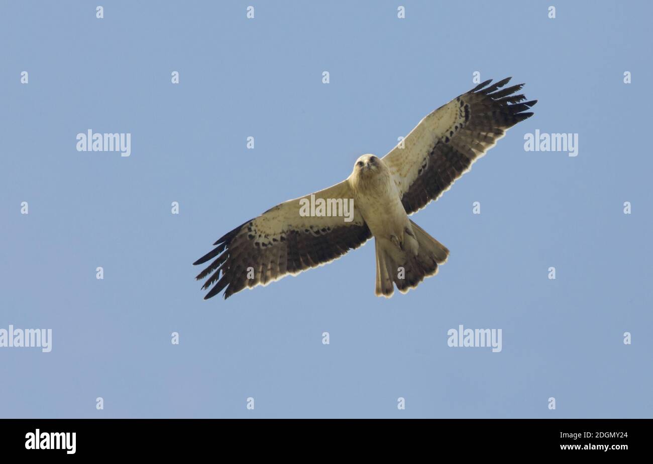 Booted Eagle light morph flying; lichte fase Dwergarend vliegend Stock ...