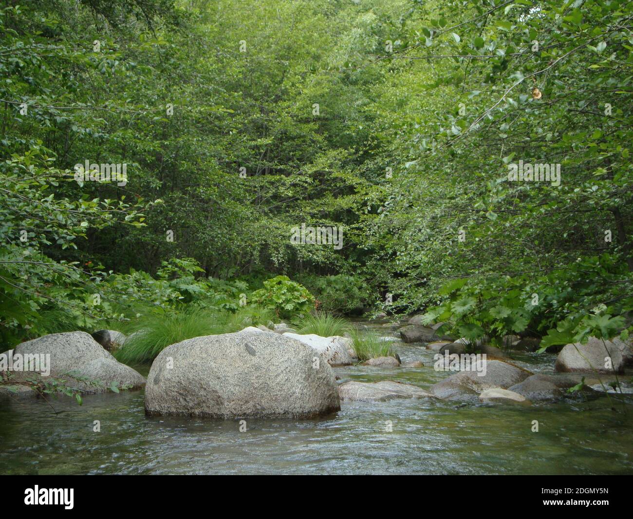 A beautiful view downstream of a creek onto round bulders and green ...