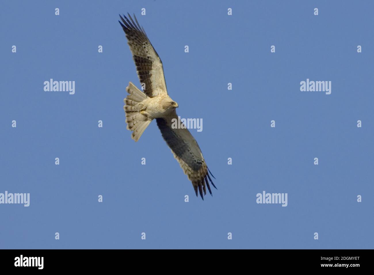 Booted Eagle light morph flying; lichte fase Dwergarend vliegend Stock ...