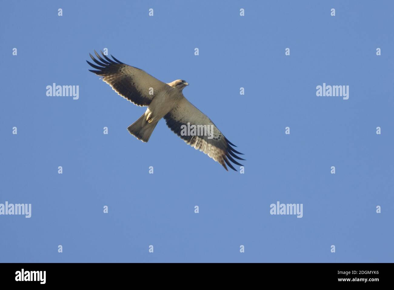 Booted Eagle light morph flying; lichte fase Dwergarend vliegend Stock ...