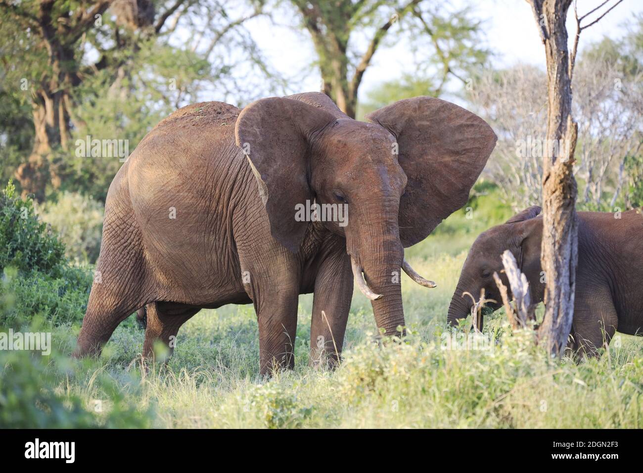 Elephants with red skin because of dust in Tsavo East Nationalpark ...