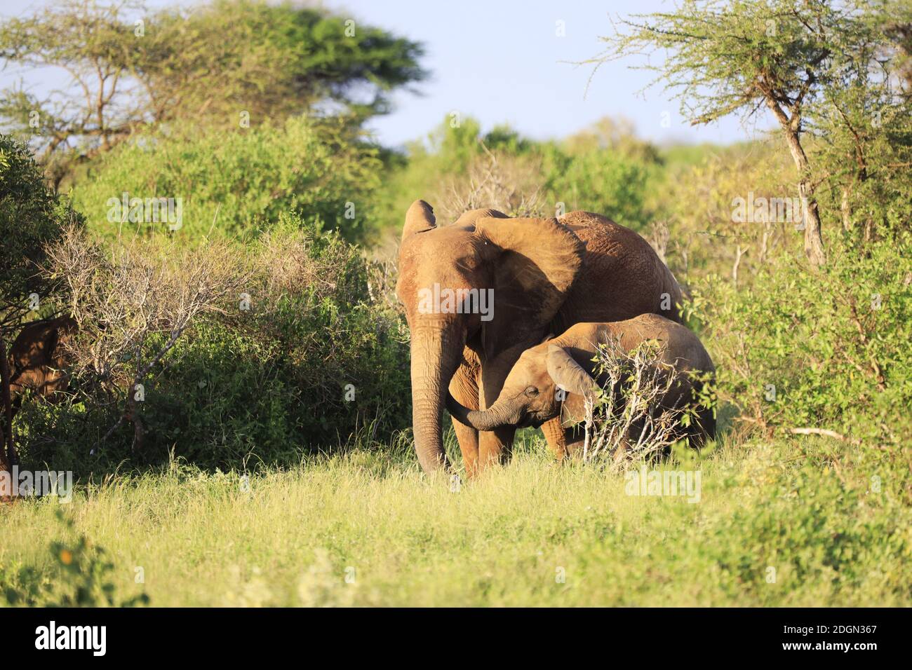 Elephants with red skin because of dust in Tsavo East Nationalpark ...
