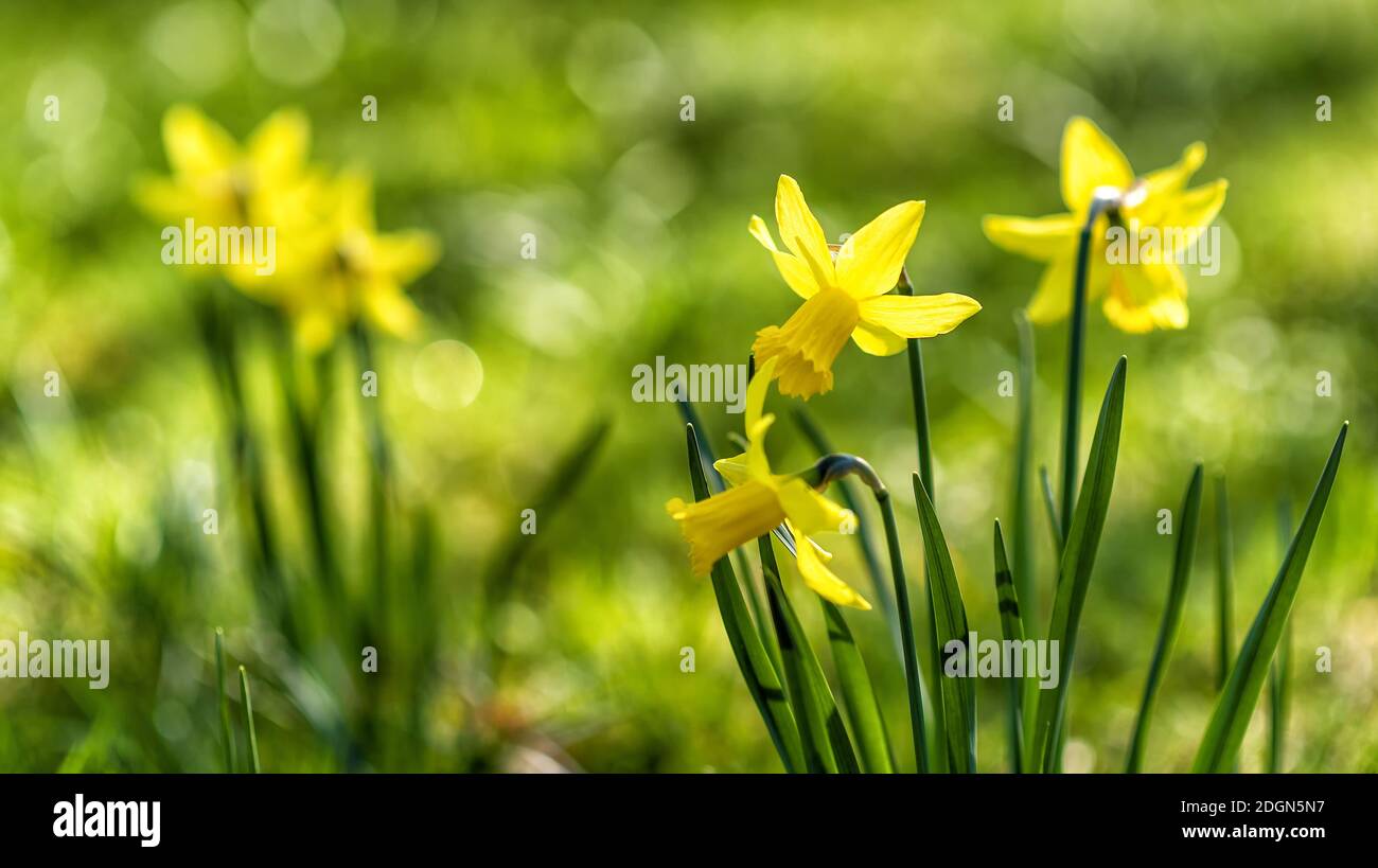 Common daffodils in spring Stock Photo - Alamy
