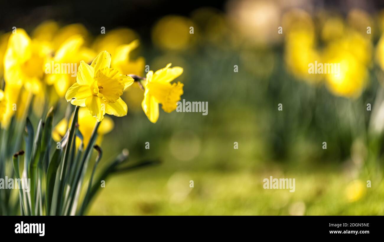 Common daffodils in spring Stock Photo - Alamy