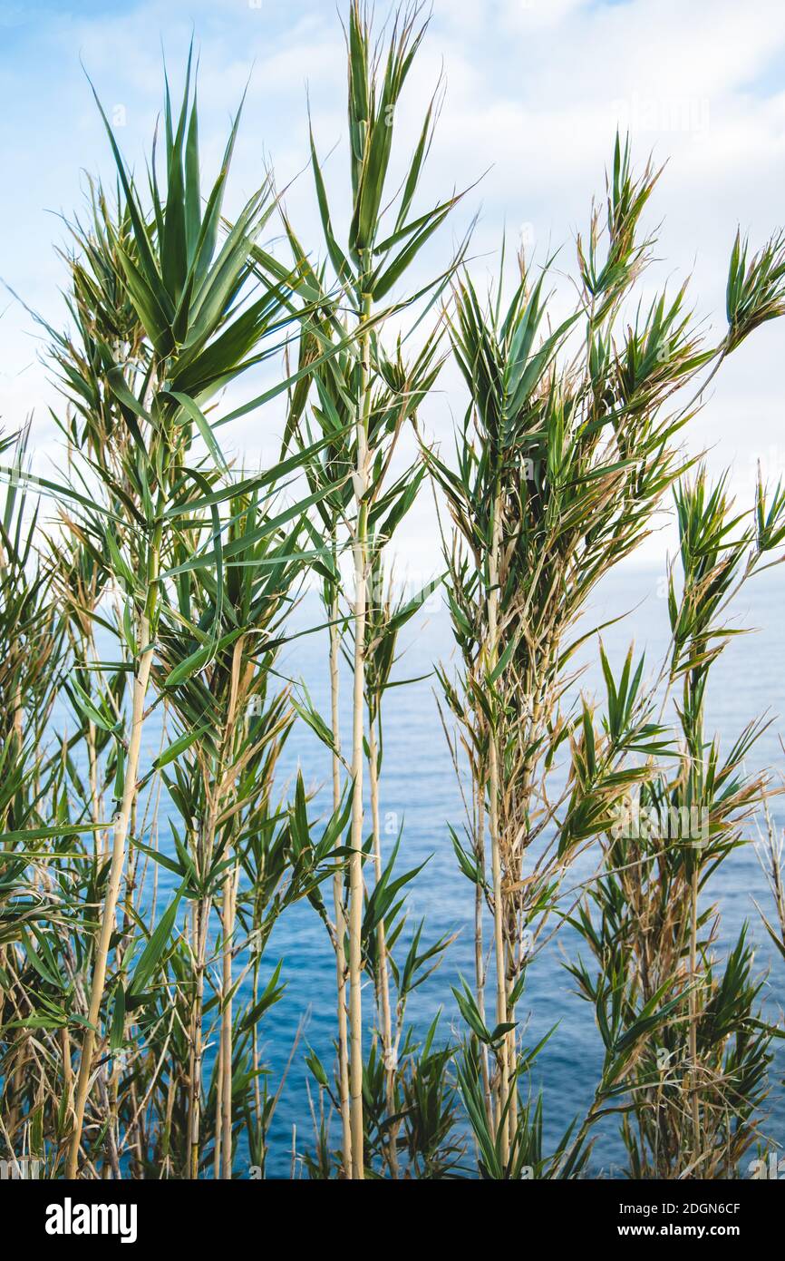 Bamboo tree branches in the wind Stock Photo - Alamy