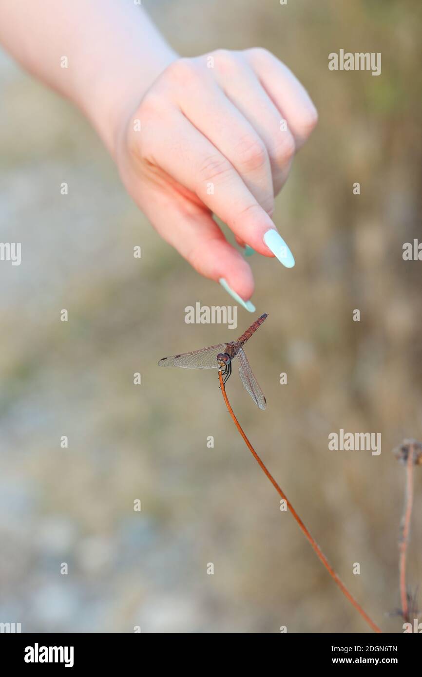 A woman's hand trying to catch the dragonfly standing on the branch ...