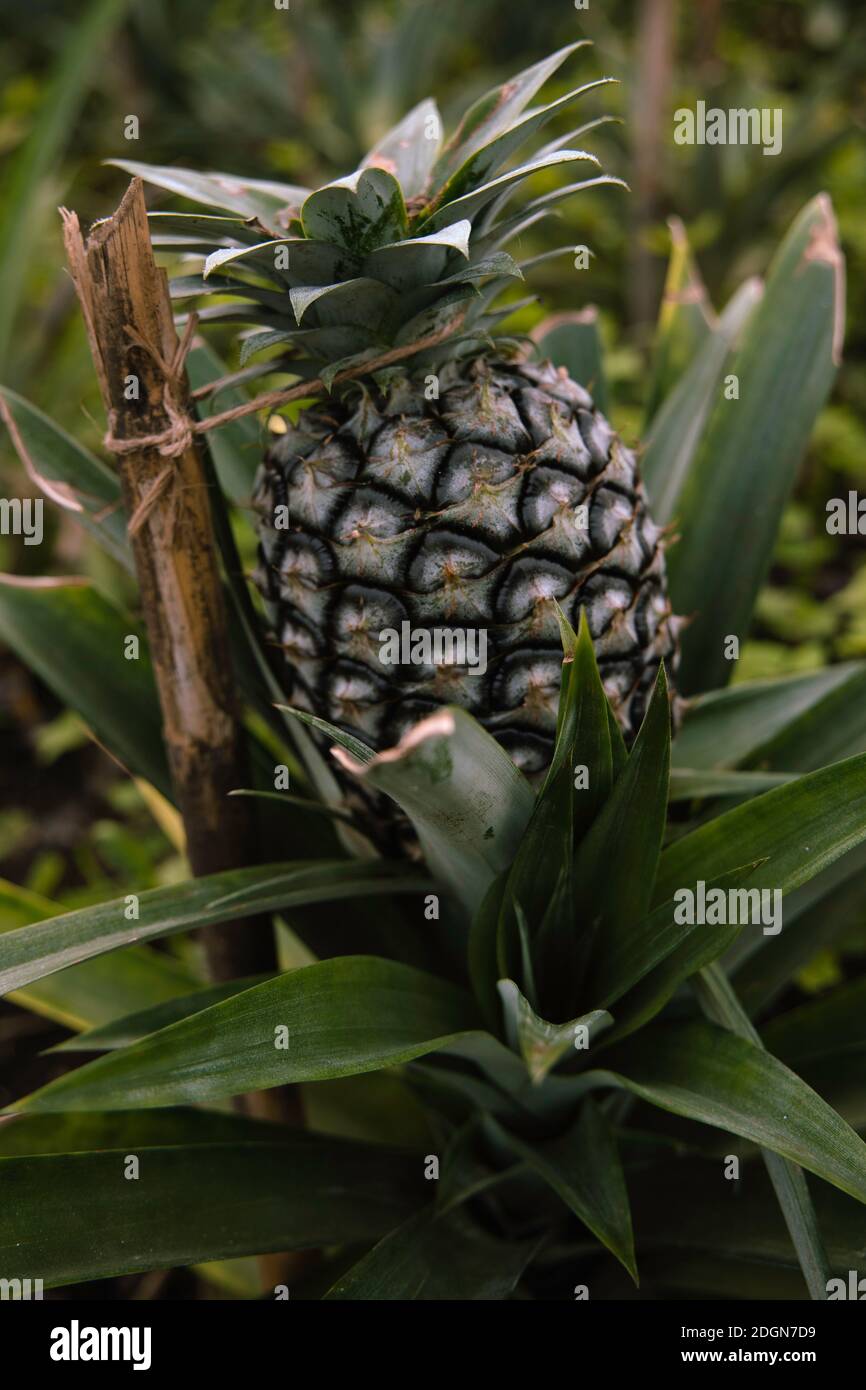 Pineapple growing on pineapple bush Stock Photo - Alamy