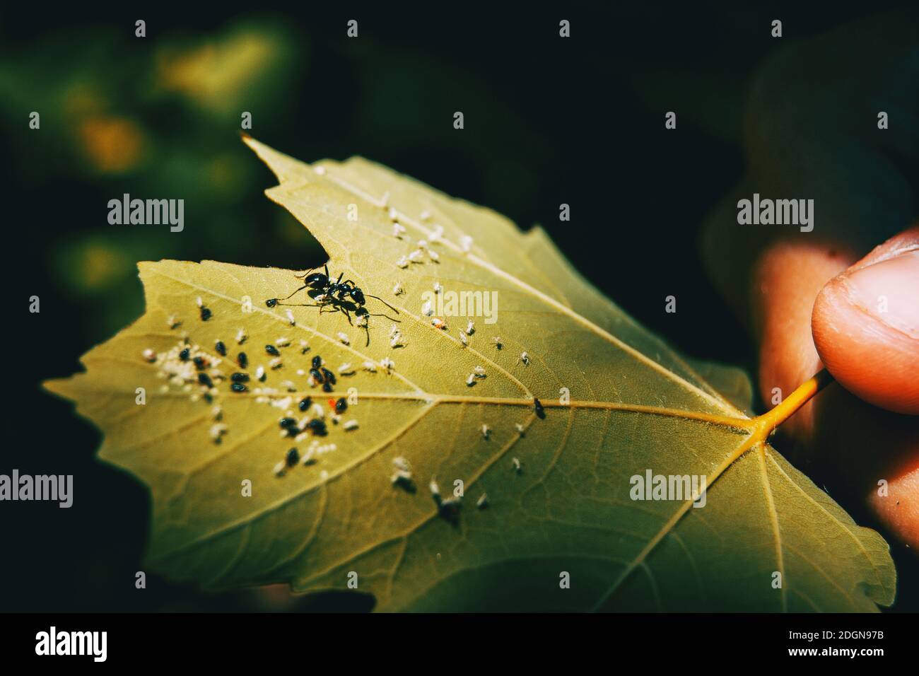 Ant farm other insects hi-res stock photography and images - Alamy