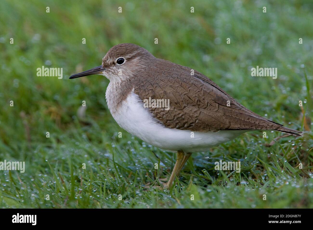 Piro-piro piccolo; Common Sandpiper; Actitis hypoleucos Stock Photo - Alamy