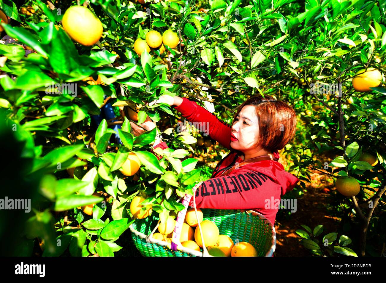 People pick oranges at a fruit farm as oranges are in good harvest ...