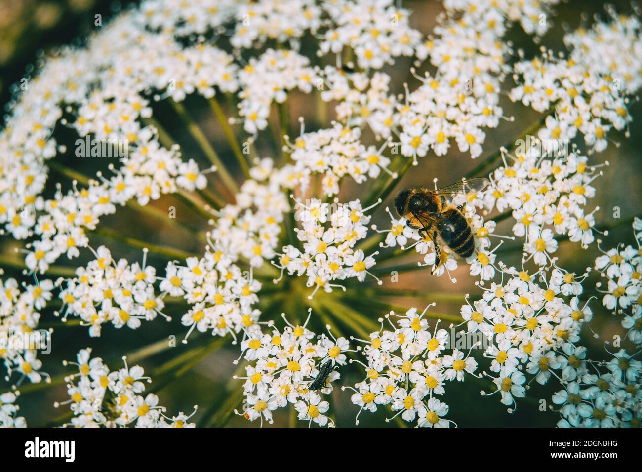 small white flowers of carum carvi with an insect on top collecting ...