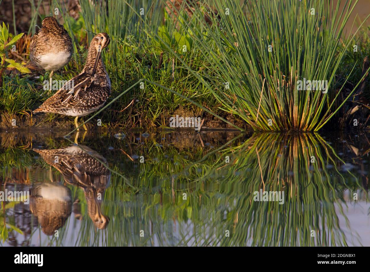 Beccaccino; Common Snipe; Gallinago gallinago Stock Photo - Alamy