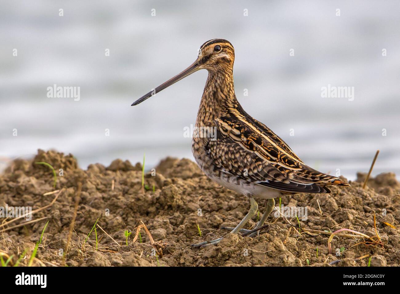 Beccaccino; Common Snipe; Gallinago gallinago Stock Photo - Alamy