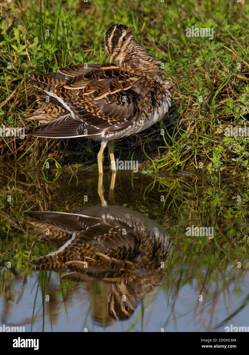 Beccaccino; Common Snipe; Gallinago gallinago Stock Photo - Alamy