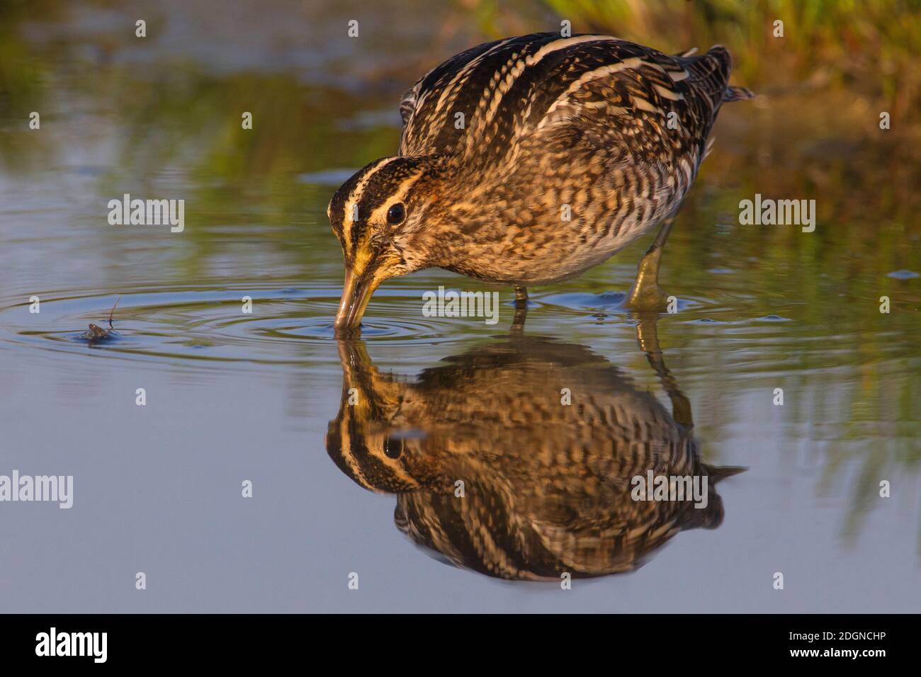 Beccaccino; Common Snipe; Gallinago gallinago Stock Photo - Alamy
