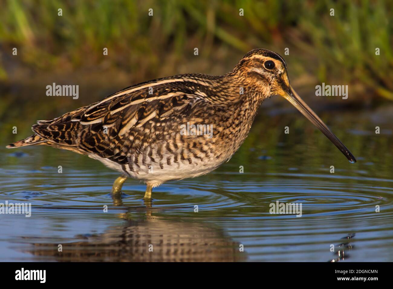 Beccaccino; Common Snipe; Gallinago gallinago Stock Photo - Alamy