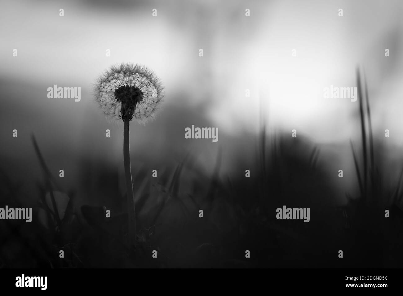 Natural serenity focus Black and White Stock Photos & Images - Alamy