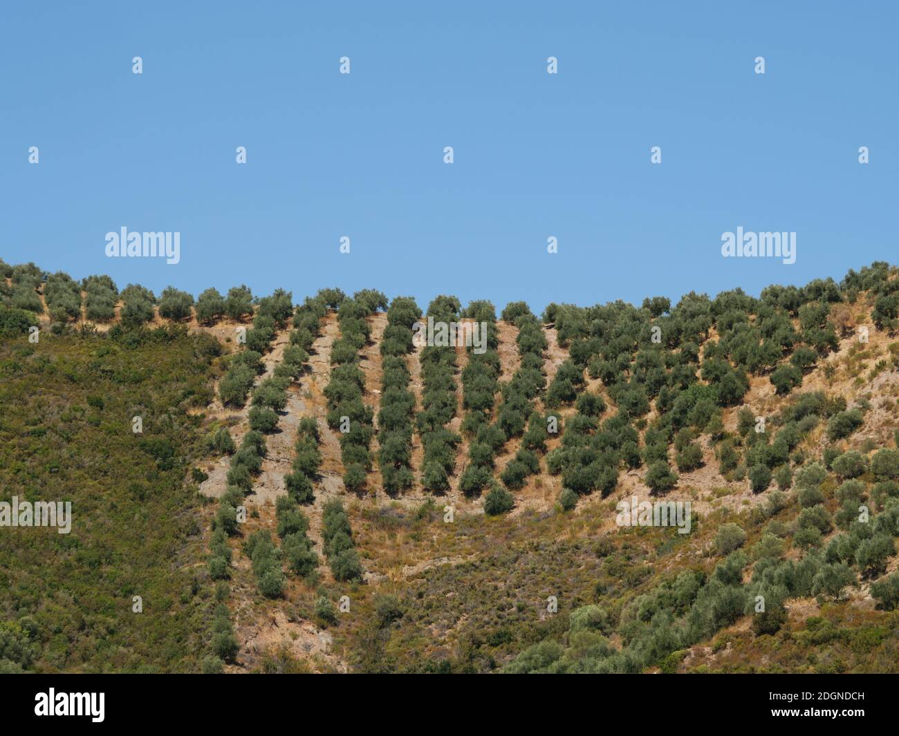 A hillside with rows of trees in Crete, Greece Stock Photo - Alamy