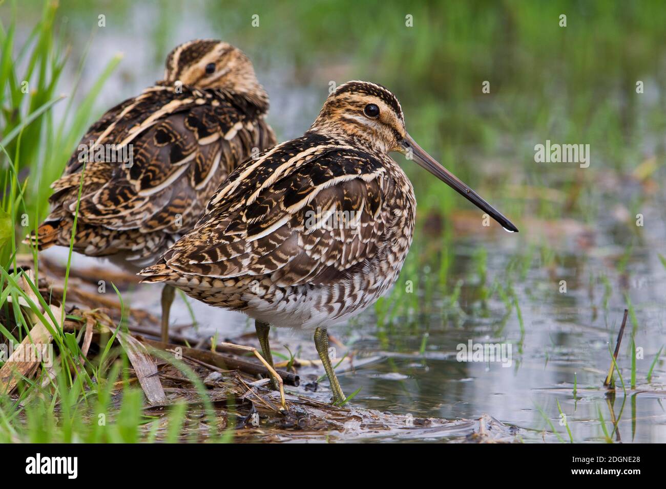 Beccaccino; Common Snipe; Gallinago gallinago Stock Photo - Alamy