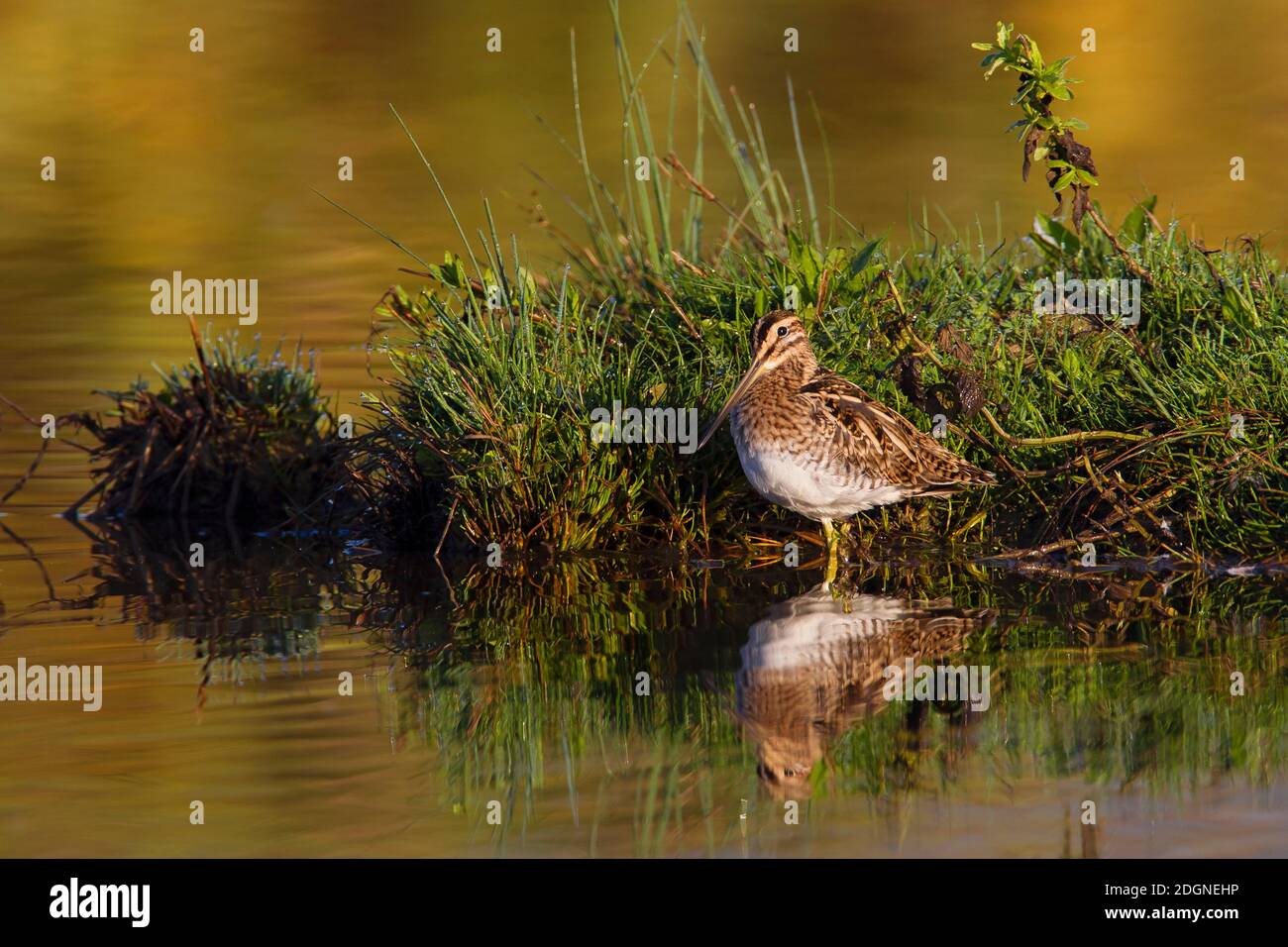 Beccaccino; Common Snipe; Gallinago gallinago Stock Photo - Alamy