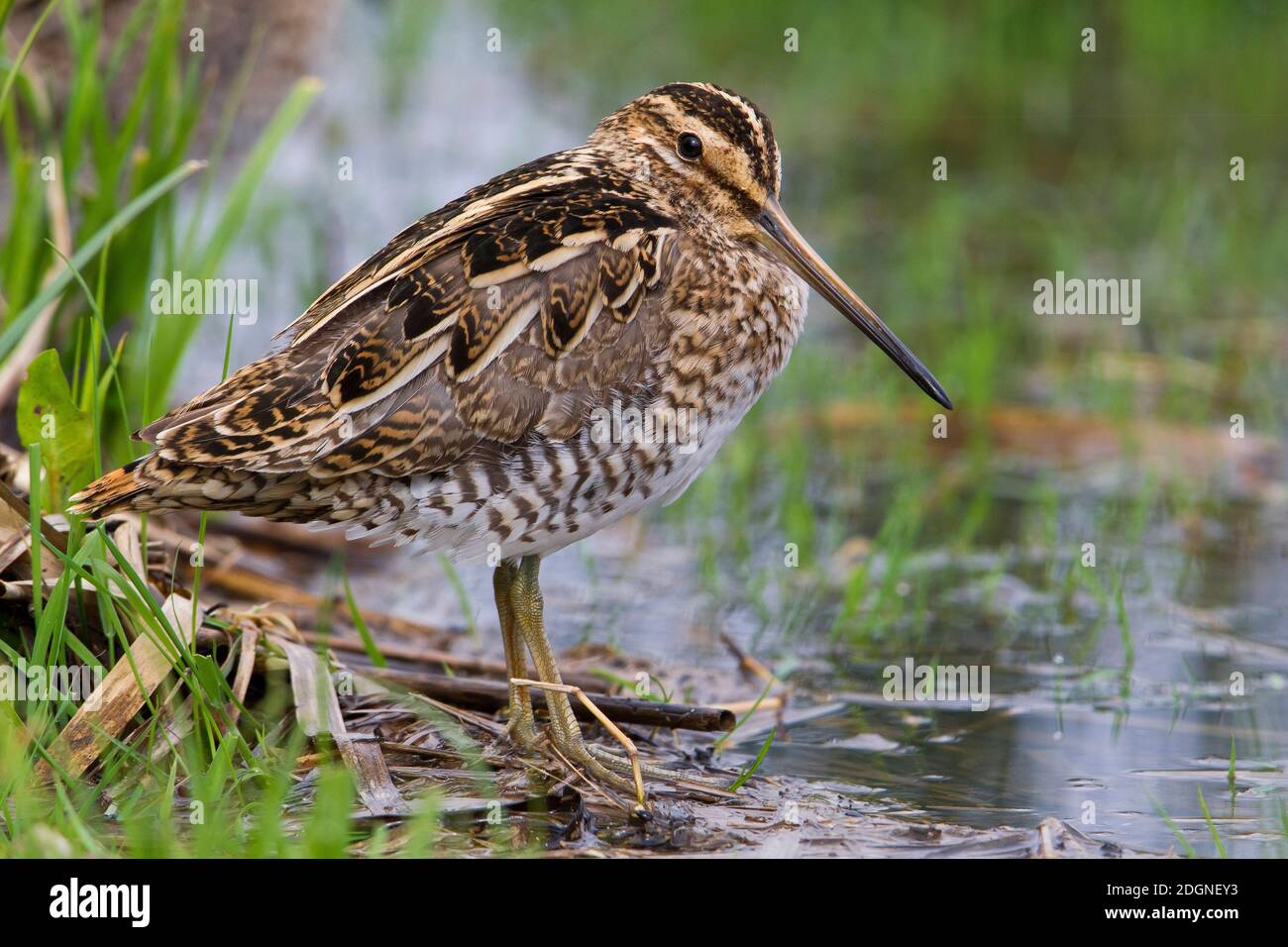 Beccaccino; Common Snipe; Gallinago gallinago Stock Photo - Alamy