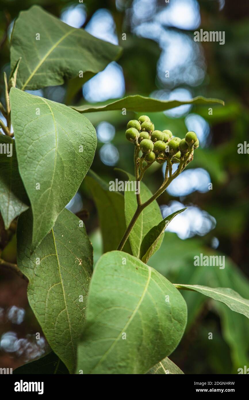 Branches plant hi-res stock photography and images - Alamy