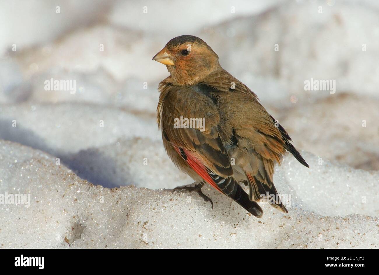 African Crimson-winged Finch (Rhodopechys alienus) in Oukaimeden ...