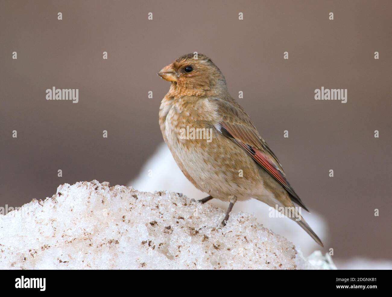 African Crimson-winged Finch (Rhodopechys alienus) in Oukaimeden ...