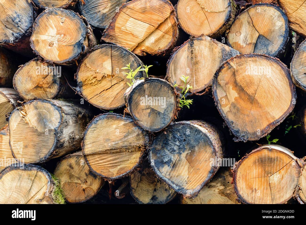 Wood stacked in readiness for winter. Asturias, Spain Stock Photo - Alamy