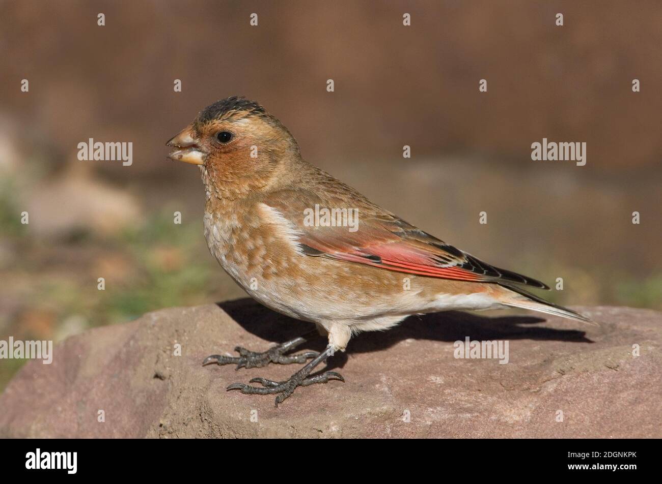 African Crimson-winged Finch (Rhodopechys alienus) in Oukaimeden ...