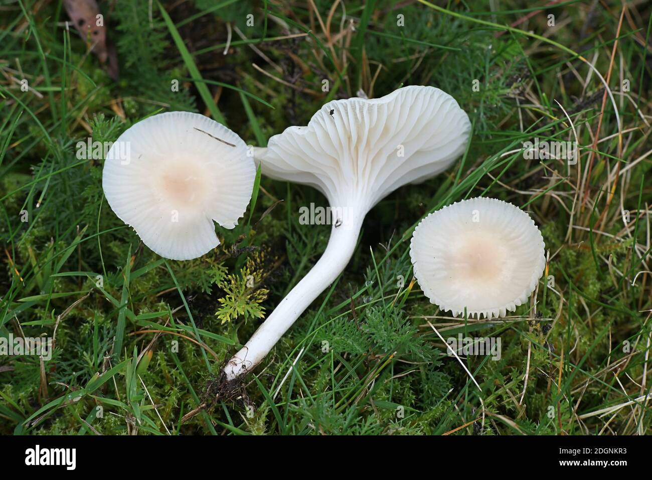 Cuphophyllus virgineus, known as the snowy waxcap, wild mushroom from ...