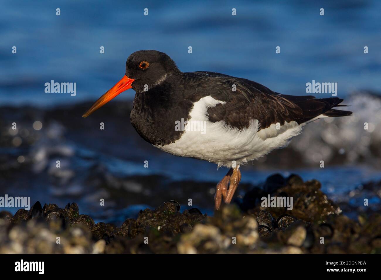 Beccaccia di mare; Oystercatcher; Haematopus ostralegus Stock Photo - Alamy