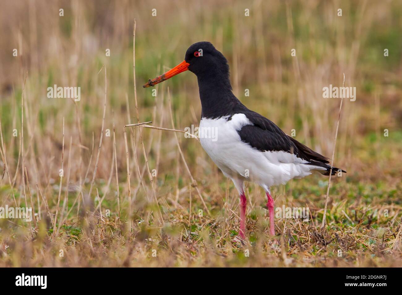 Beccaccia di mare; Oystercaycher; Aematopus ostralegus Stock Photo - Alamy