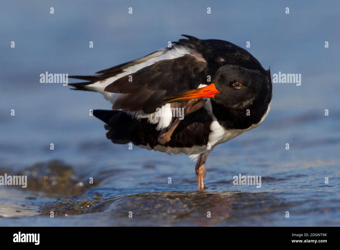 Beccaccia di mare; Oystercatcher; Haematopus ostralegus Stock Photo - Alamy