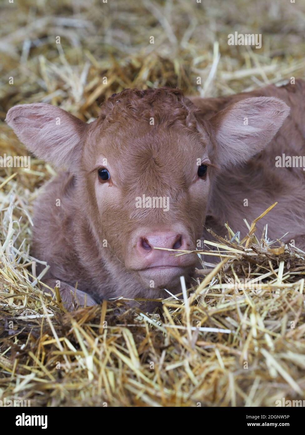 A head shot of a very young calf laying down on a straw bed Stock Photo ...
