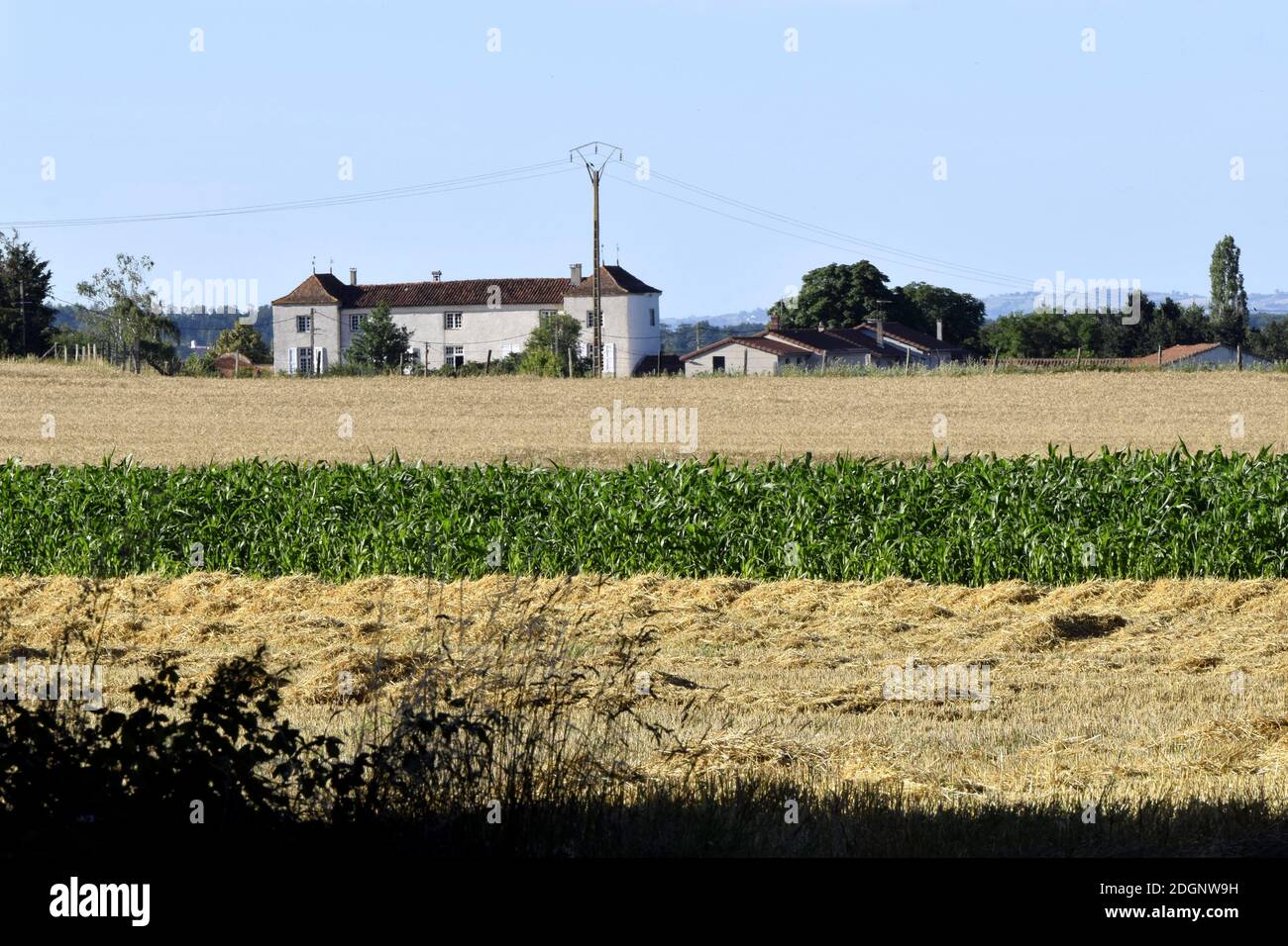 Grower corn hi-res stock photography and images - Alamy
