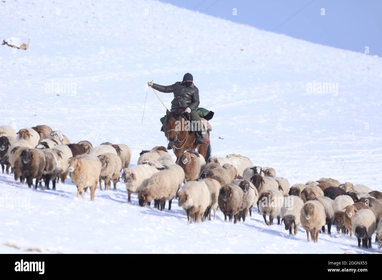Local shepherds from Korgas County, also known as Huocheng county ...
