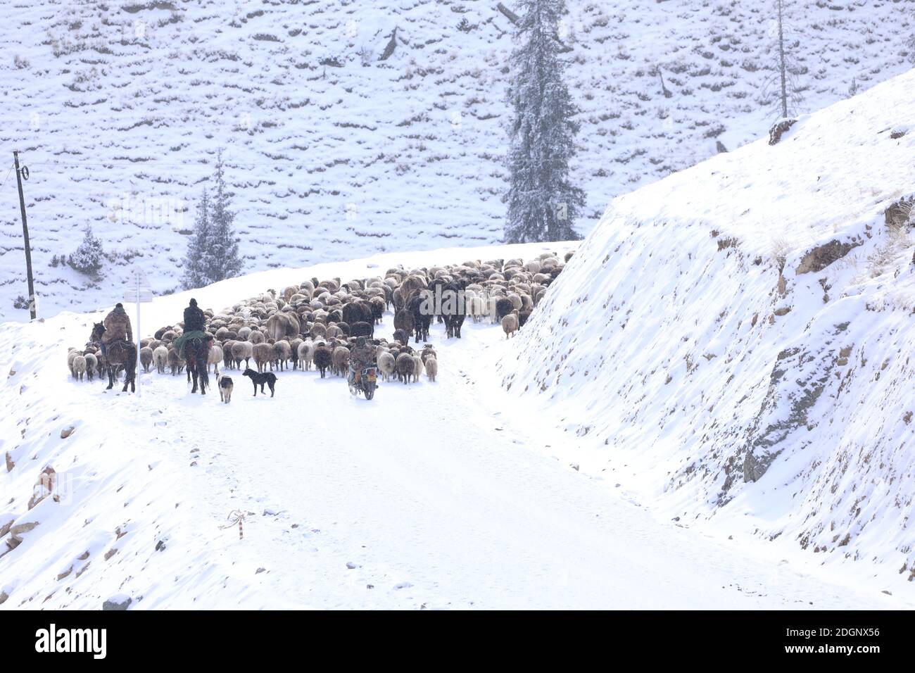 Local shepherds from Korgas County, also known as Huocheng county ...
