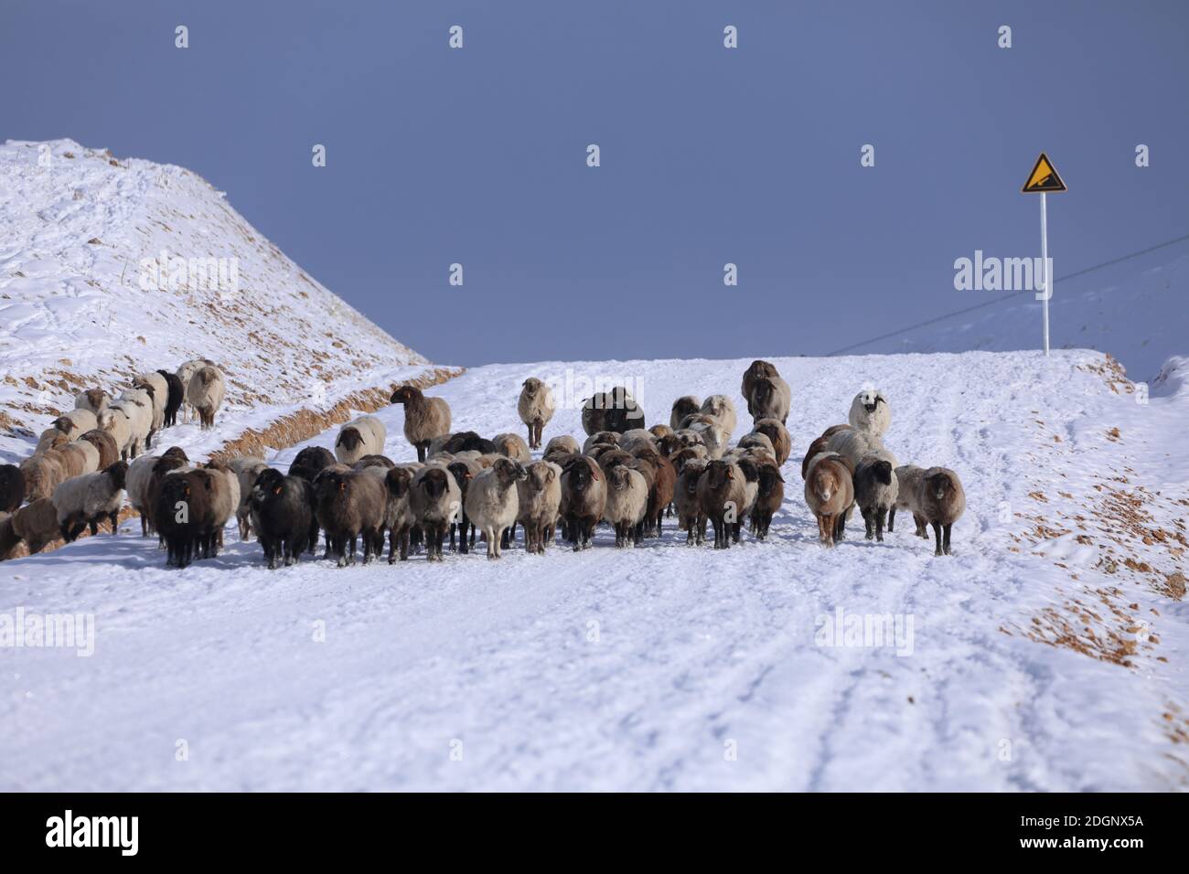 Local shepherds from Korgas County, also known as Huocheng county ...