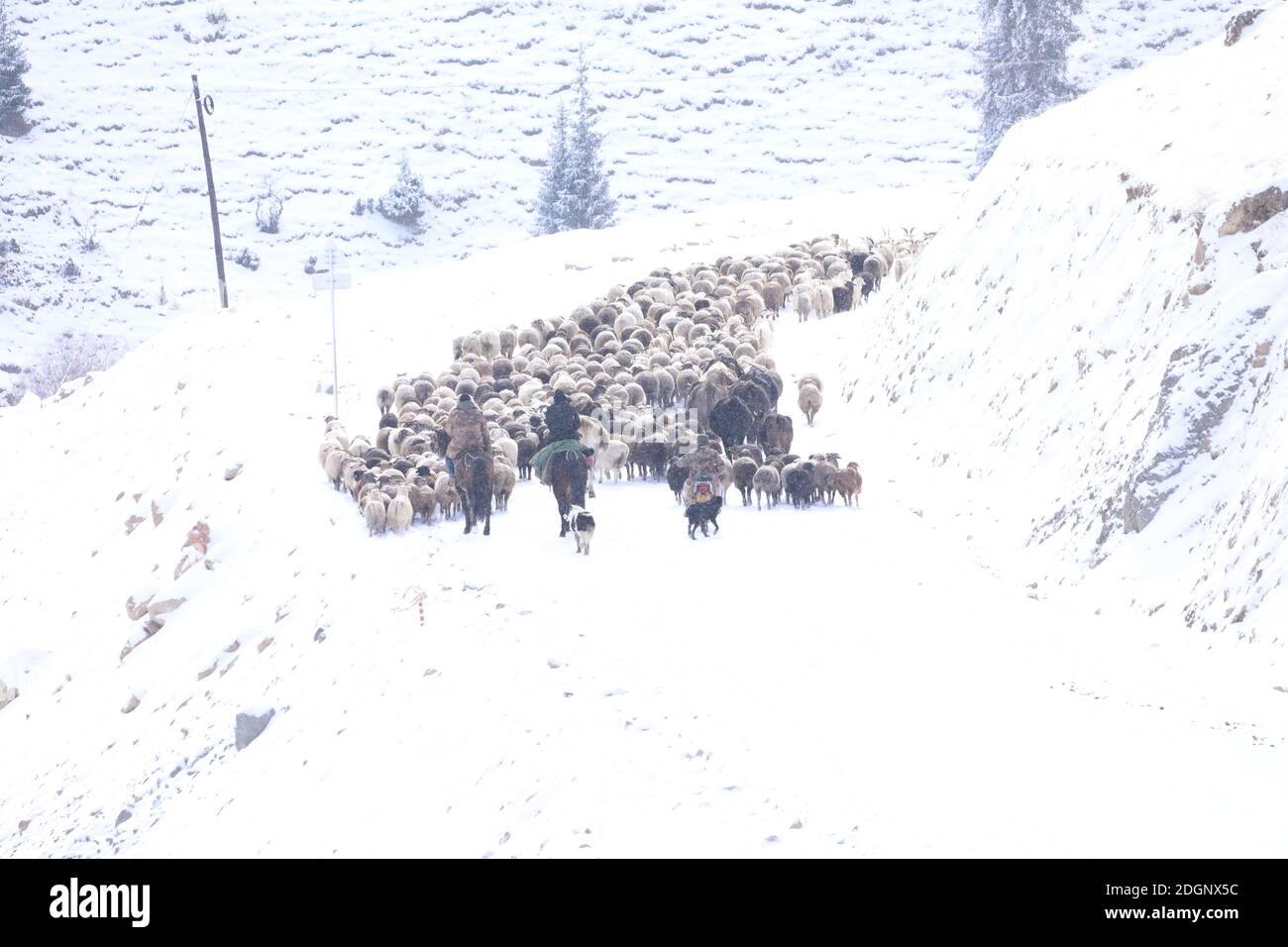 Local shepherds from Korgas County, also known as Huocheng county ...