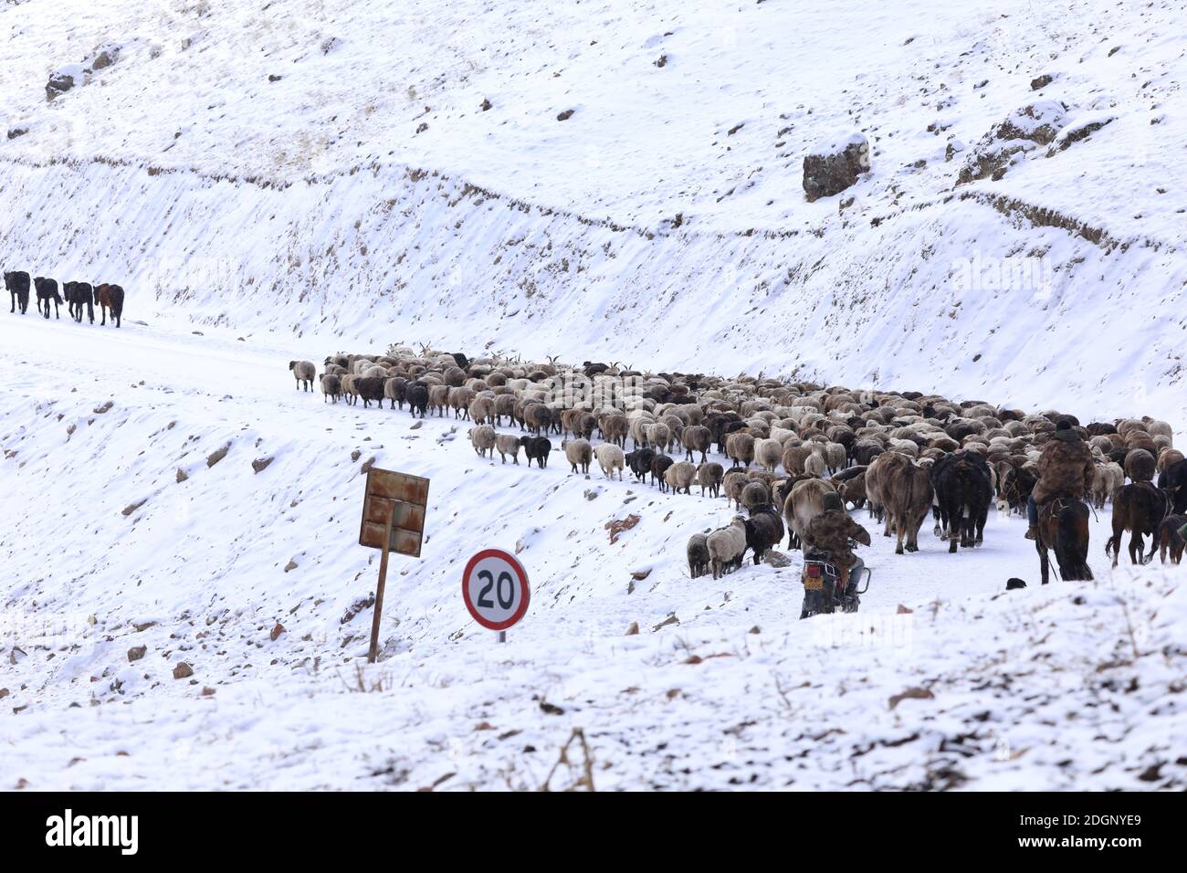 Local shepherds from Korgas County, also known as Huocheng county ...