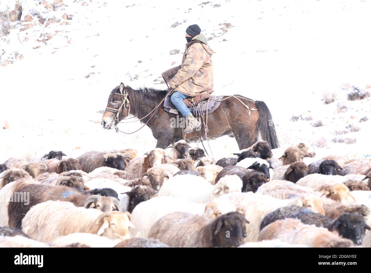 Local shepherds from Korgas County, also known as Huocheng county ...
