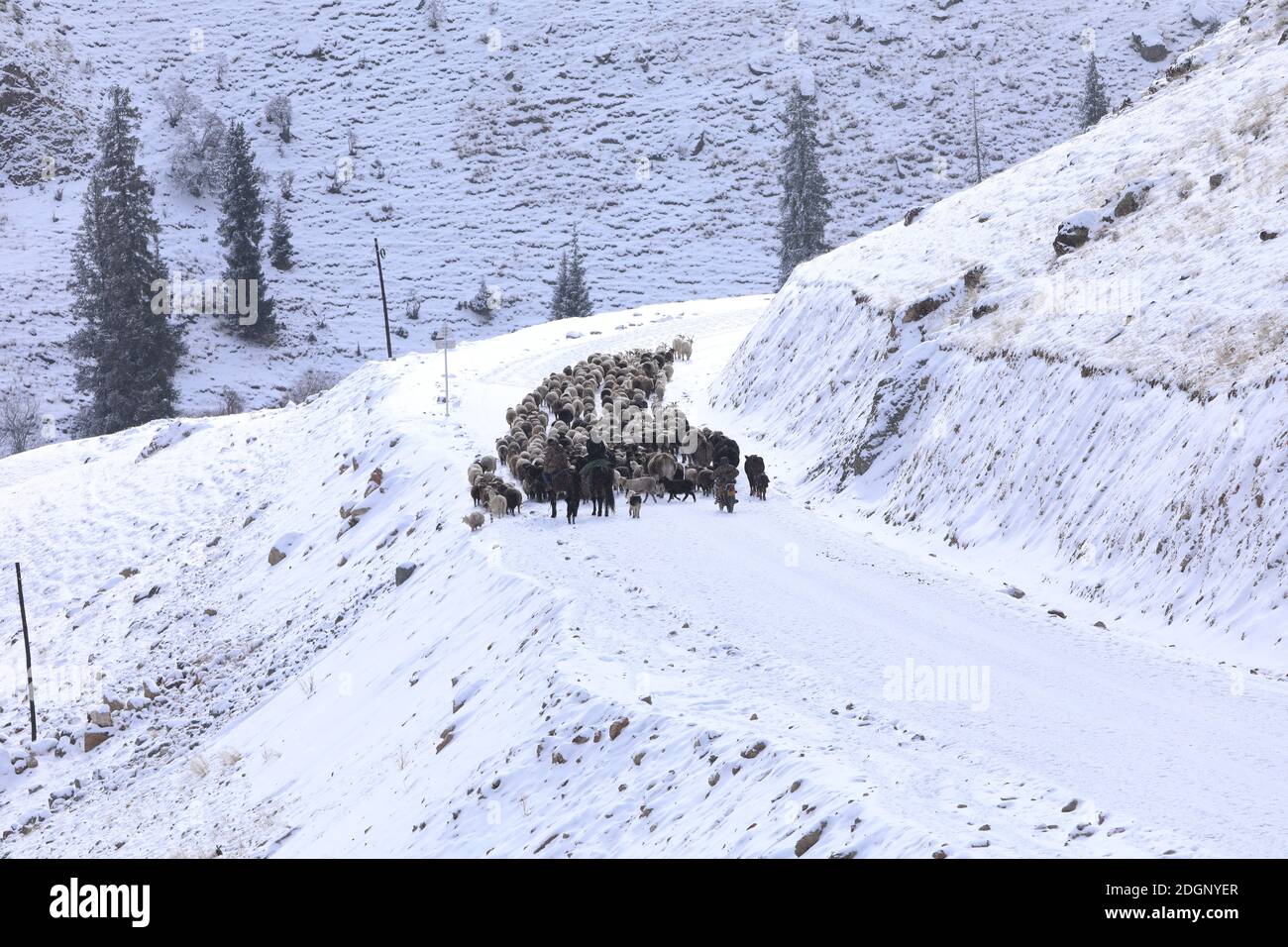 Local shepherds from Korgas County, also known as Huocheng county ...