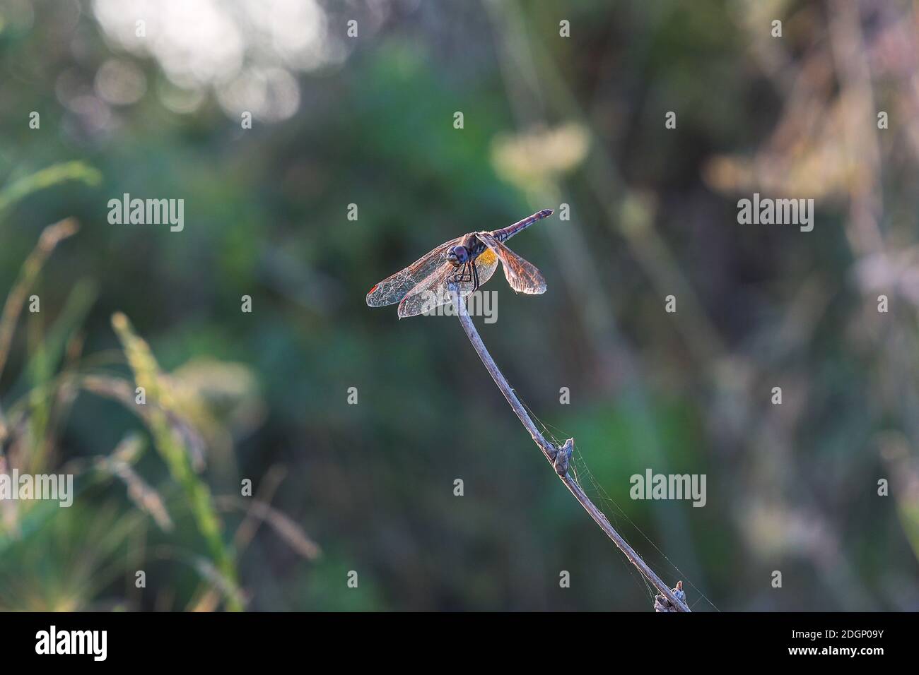 Dragonfly insect standing still on branch in summer environment nature ...