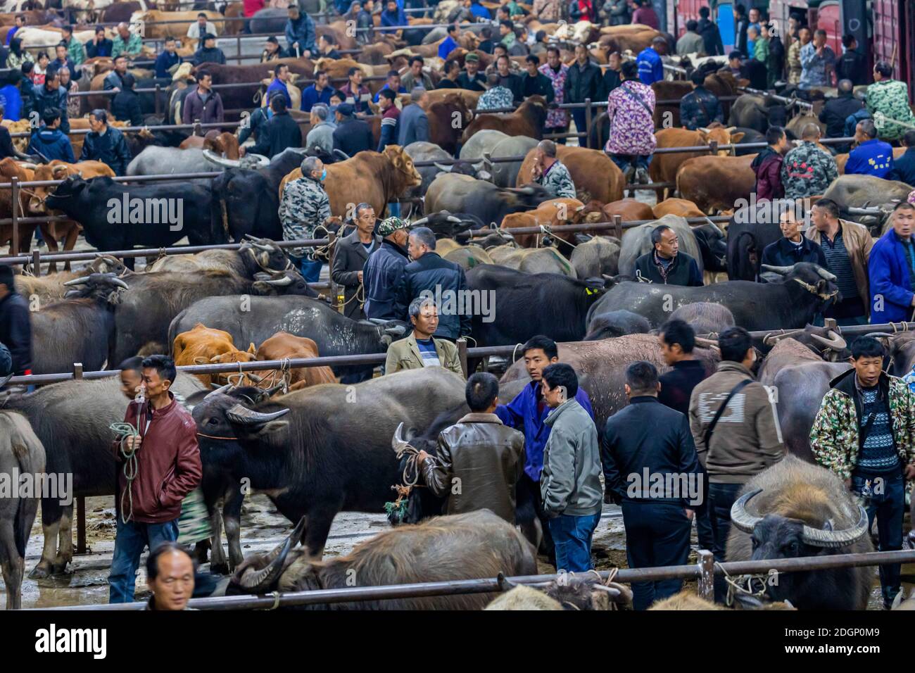 Chinese farmers herd cattle hi-res stock photography and images - Alamy