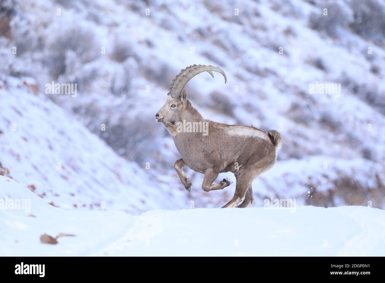 Goat king hi-res stock photography and images - Alamy